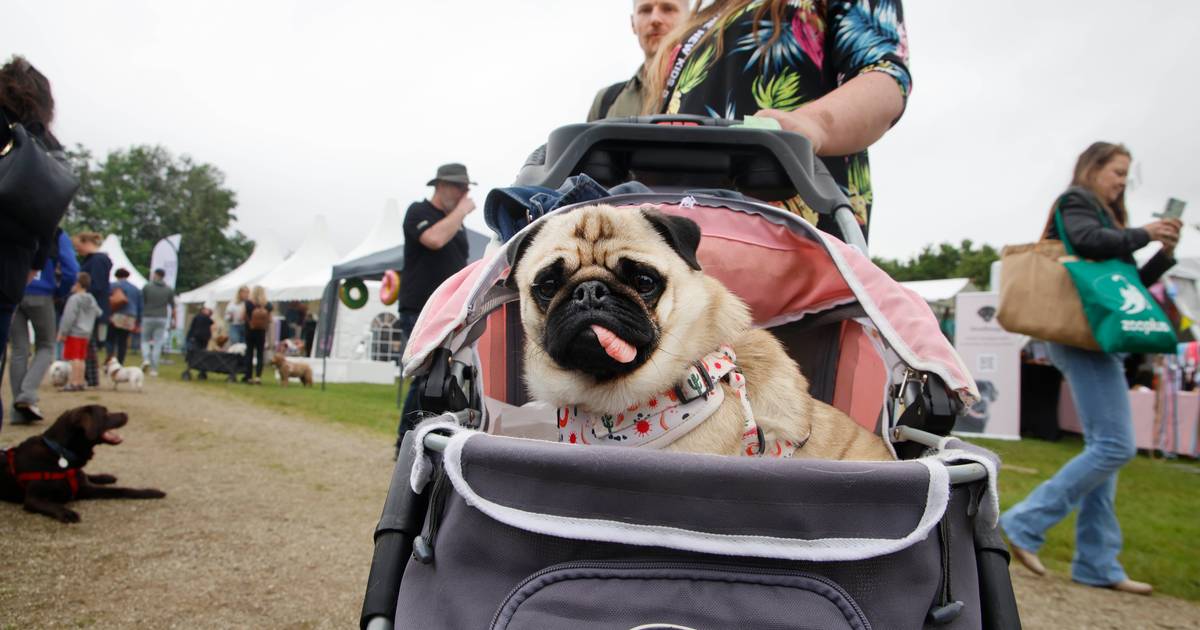 Feest voor honden én hun eigenaren, mede dankzij TrickDog Mace | West ...