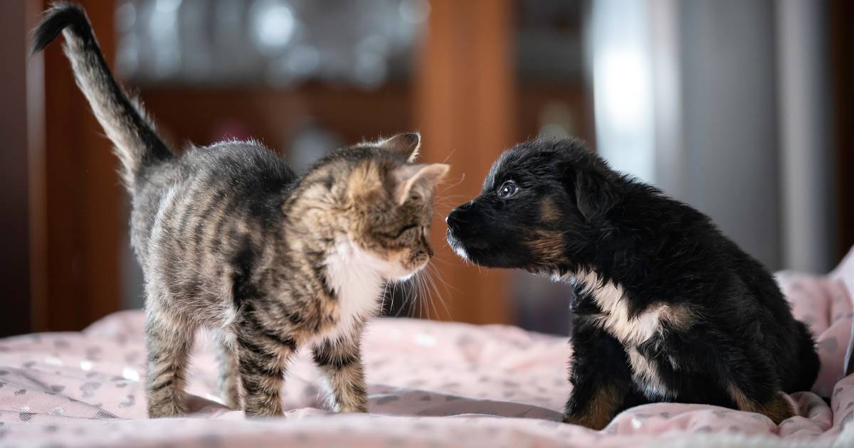 Een hond of kat in huis halen? 6 tips om broodfokkers te herkennen ...