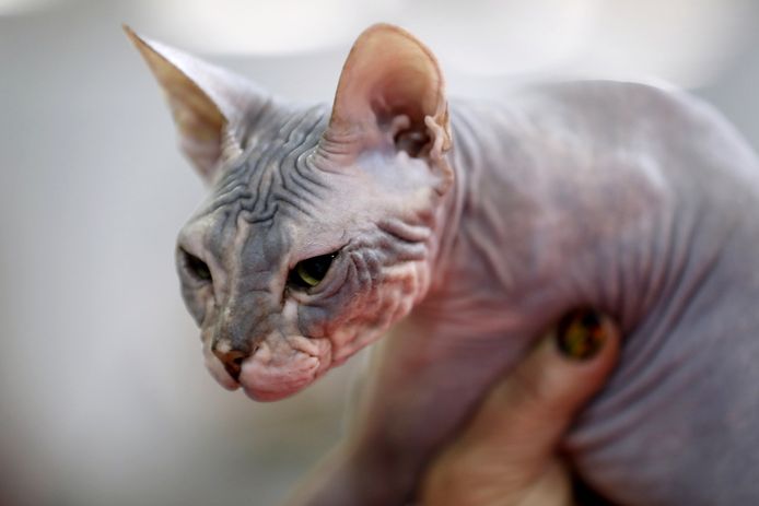 NVWA waarschuwt Limburgse fokker van naaktkatten | Horst aan de Maas ...