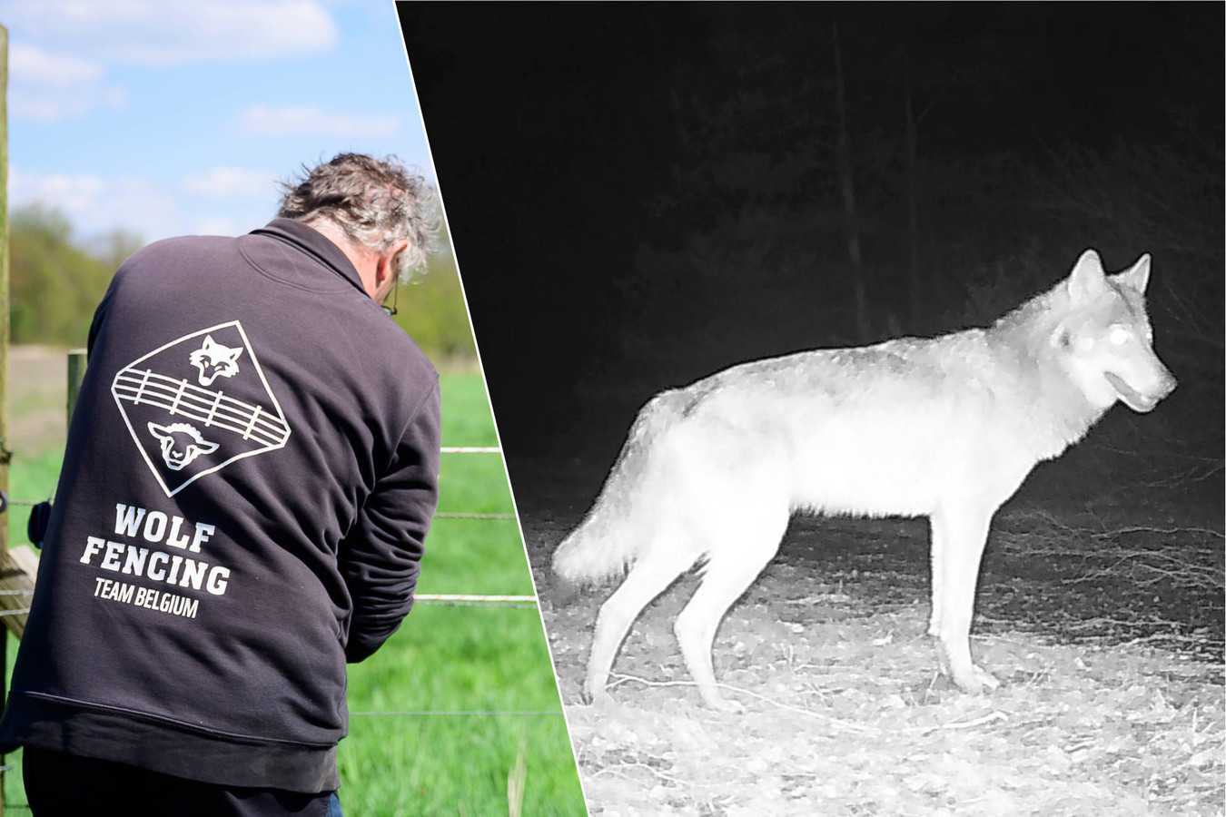 Maak kennis met het team dat in de noorderkempen uw dieren tegen wolven ...