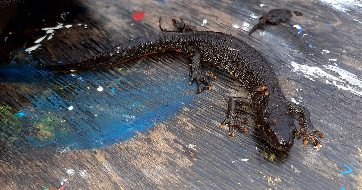 Over de kamsalamander en andere beschermde dieren die ons aardig in de ...