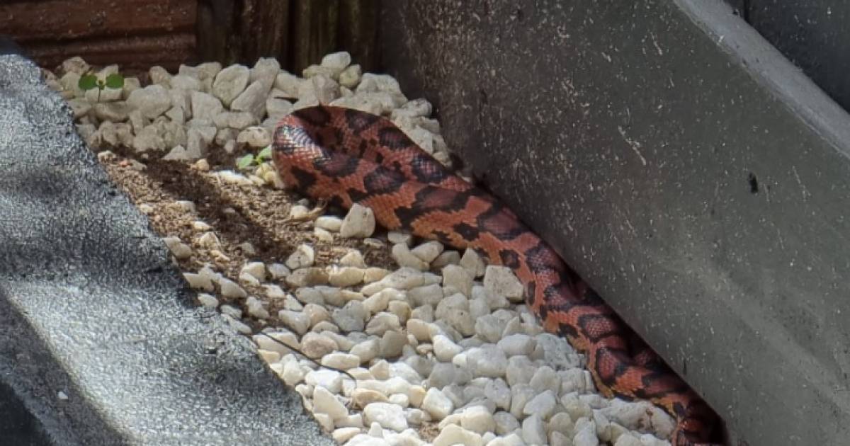Verrassing voor vakantiegangers bij thuiskomst in Oss: een rattenslang ...
