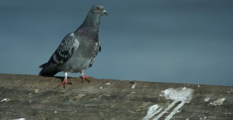 Waarom je op moet passen voor duivenpoep | Libelle