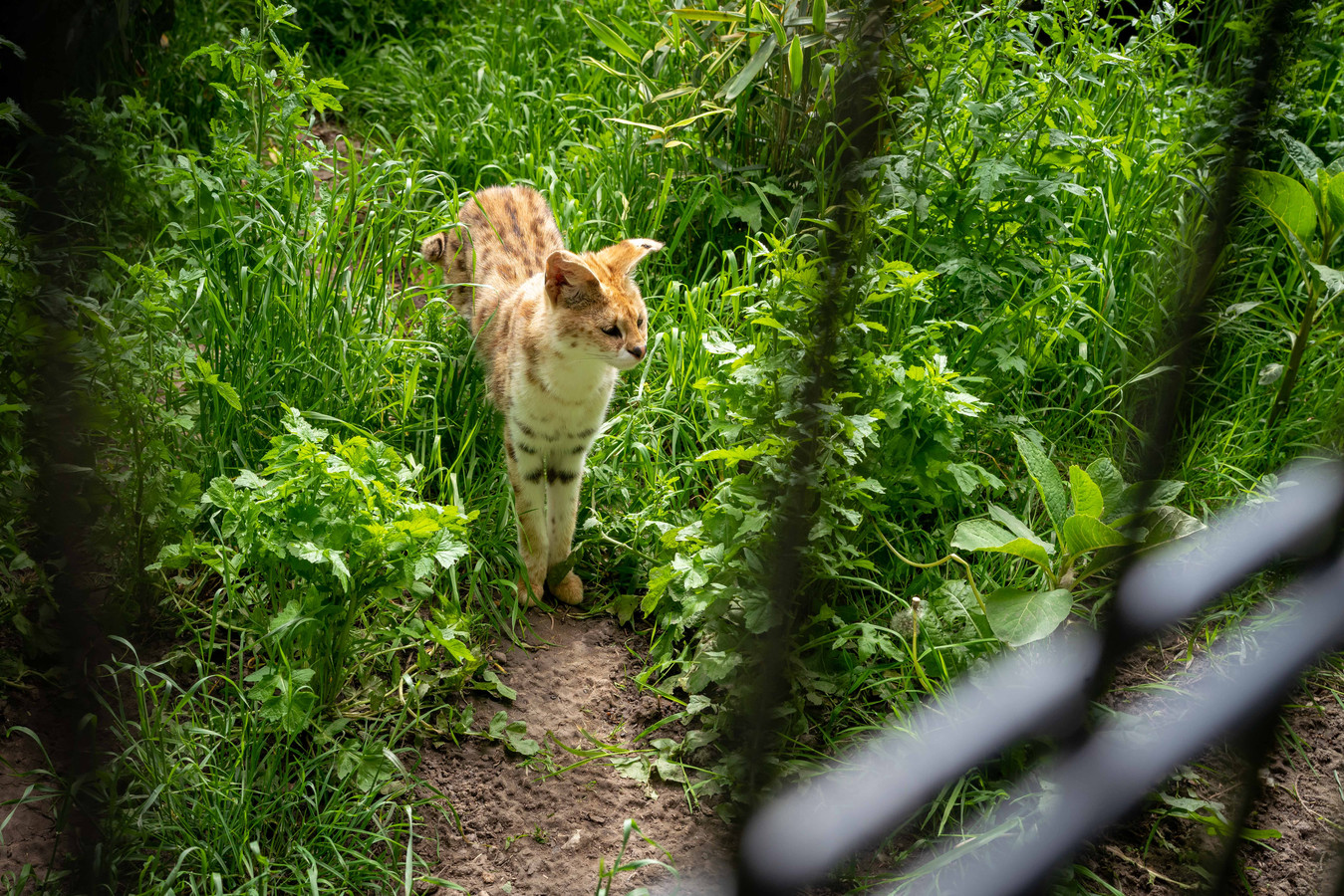 Verbod op handel per 2024 in exotische dieren, opvangcentra zetten zich ...