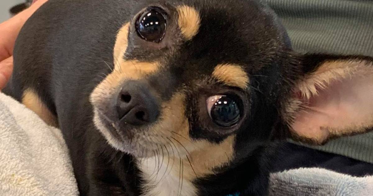 Baasje laat chihuahua achter in kleine bench: ‘Onbegrijpelijk ...