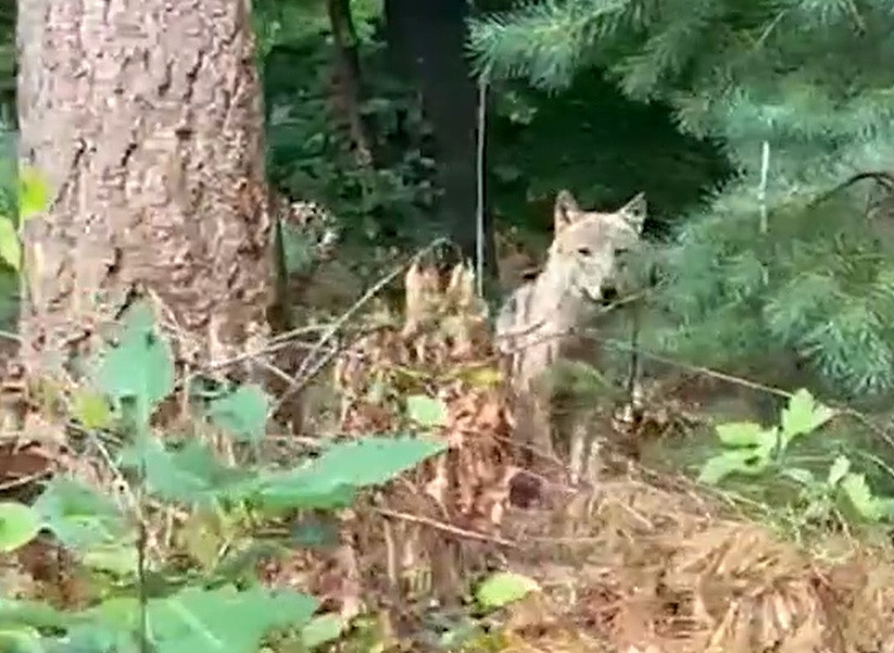 Dit zijn de eerste videobeelden van de beruchte wolf op de Heuvelrug; het dier heeft nu ook een ...