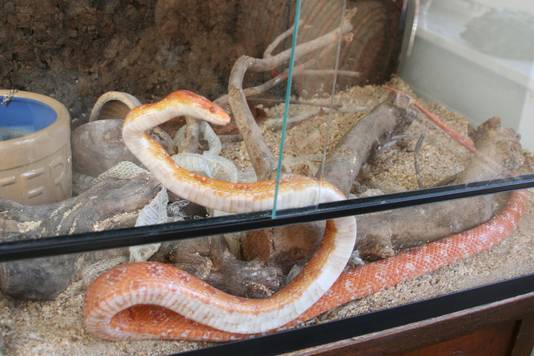 Beestenboel bij Jimmy van Get Ready! | Erpe-Mere | hln.be