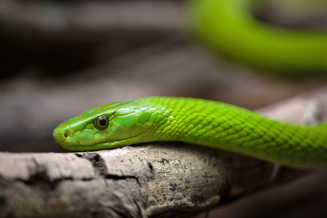 Uiterst giftige groene mamba op dool in Nederland: Hoe gevaarlijk is ...