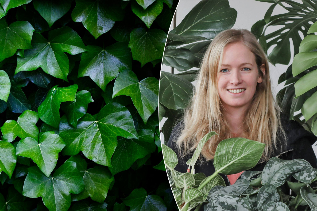 “In dit geval veroorzaakt klimop geen schade”: zo pluk je louter ...