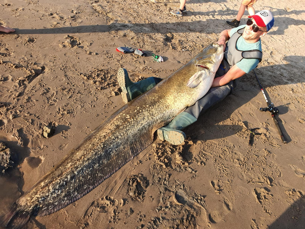 Vissers halen enorme meerval uit de IJssel tussen Deventer en Zwolle ...