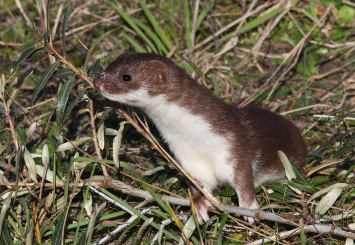 Van pijn kronkelende wezel in Oss had geen vogelgriep | Oss e.o. | bd.nl
