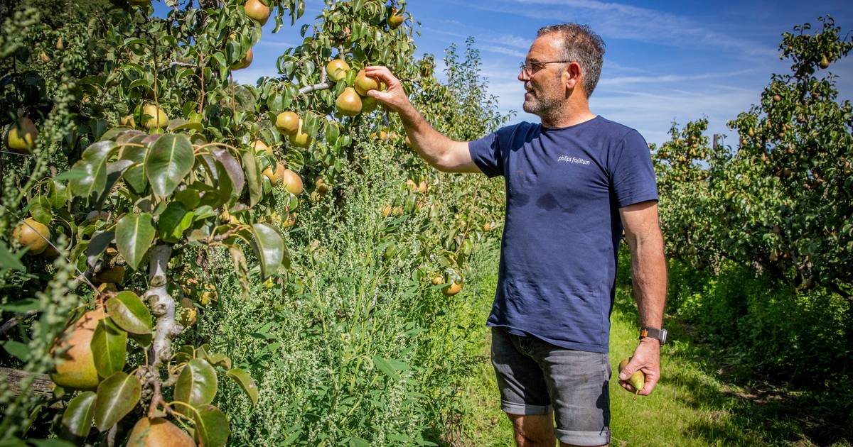Fruitmot in de appels, dus alleen peren plukken in Philips Fruittuin ...