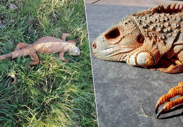 Wandelaar schrikt zich een hoedje als hij ‘grote hagedis’ naast de weg ...