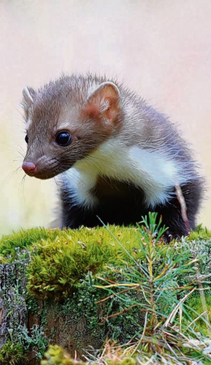 Zó krijg je die steenmarters uit je tuin of huis | Zwolle | destentor.nl