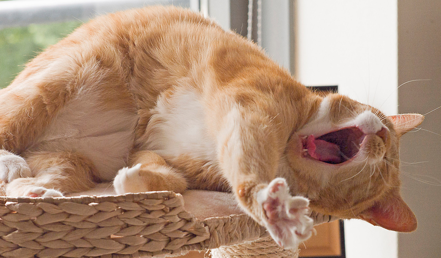 Luie kat Meis heeft het heerlijk naar haar zin | Foto | gelderlander.nl