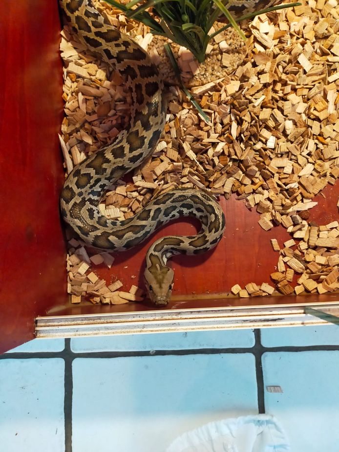 Van wie is deze wurgslang? Tijgerpython van 1,20 meter duikt op naast ...