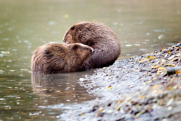 Bevers slopen steeds meer bomen rond rivier de Bernisse, maar weldra ...