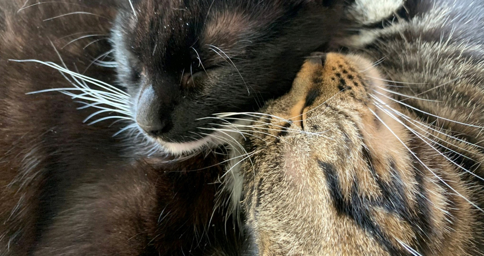 Dit zijn jullie inzendingen van de leukste katten op Wereldkattendag 2023 | Foto | destentor.nl