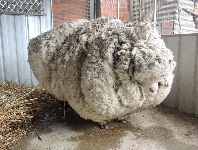 Schaap met dikste vacht ter wereld gestorven: Chris zeulde rond met ...