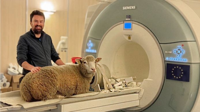 Wetenschappelijke doorbraak: schapen kunnen MRI-scan ondergaan zonder ...