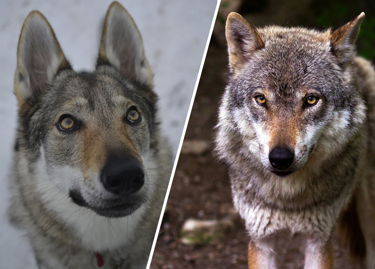 Hoe houd je een wolf en een (wolf)hond uit elkaar? Dit is waar je op ...