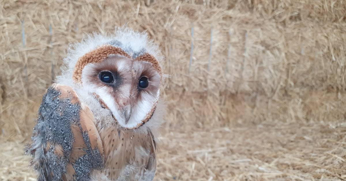 Recordaantal kerkuilen geboren in Diksmuide: “Ondanks het koude en ...