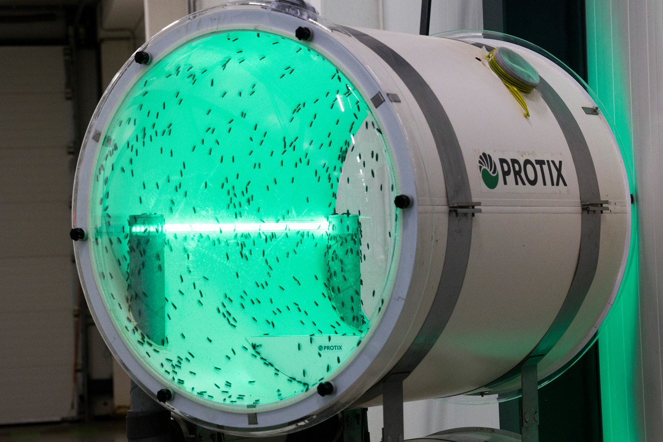 Vliegen, krekels en sprinkhanen hebben de toekomst, en de grootste ...