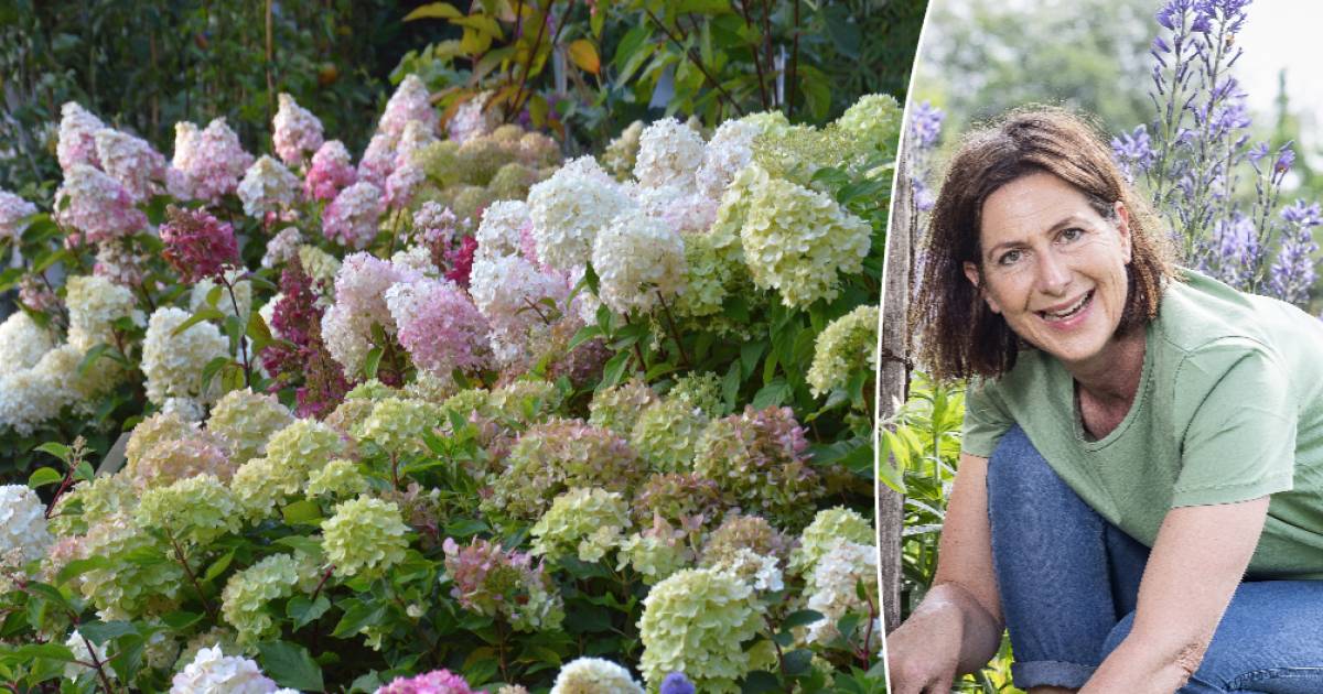 De herfst is de beste periode om hortensia's te planten: “Geef ze nooit leidingwater, dat bevat ...