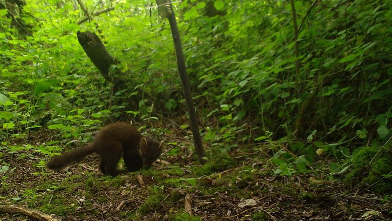 De opmars van de marter, bever en otter in de stad | Het Parool