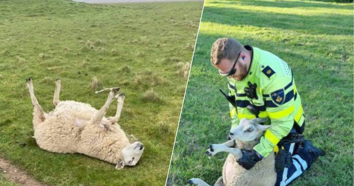 Zie je een schaap op de rug liggen? Dit moet je doen: ‘Zonder hulp zal ...