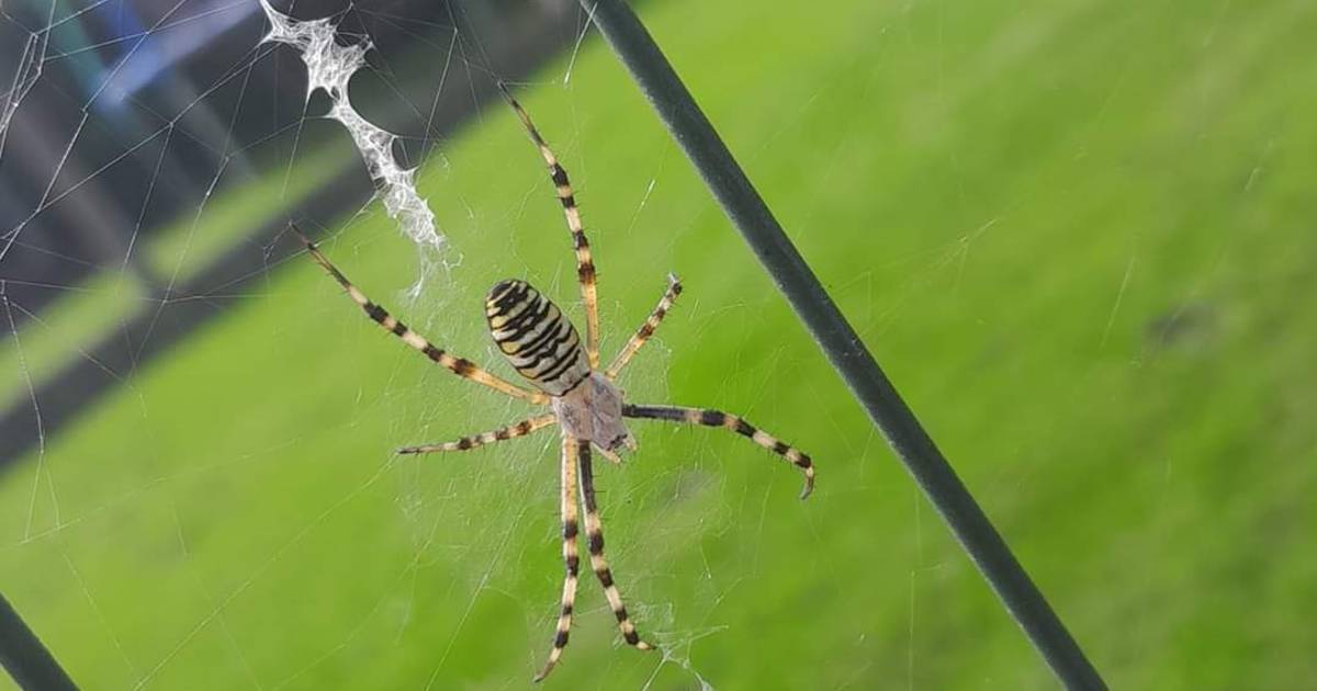 Wespenspin gespot in Erembodegem | Aalst | hln.be