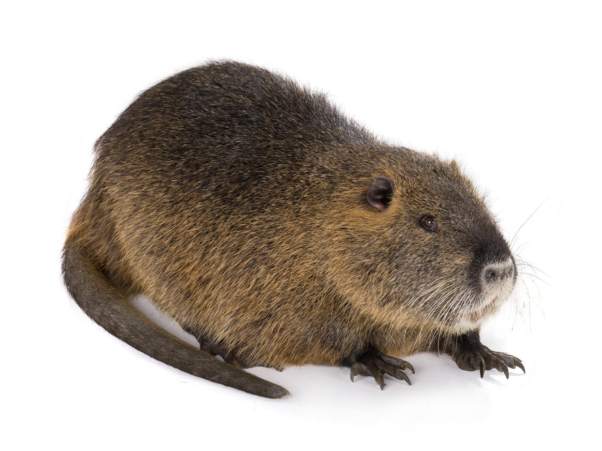 Klemmen voor muskusratten in Dongen verdwenen: ‘Kan gevaarlijk zijn ...