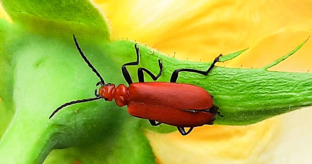 De tuinschalebijter: een kever met spierballen en zware kaken, die ...