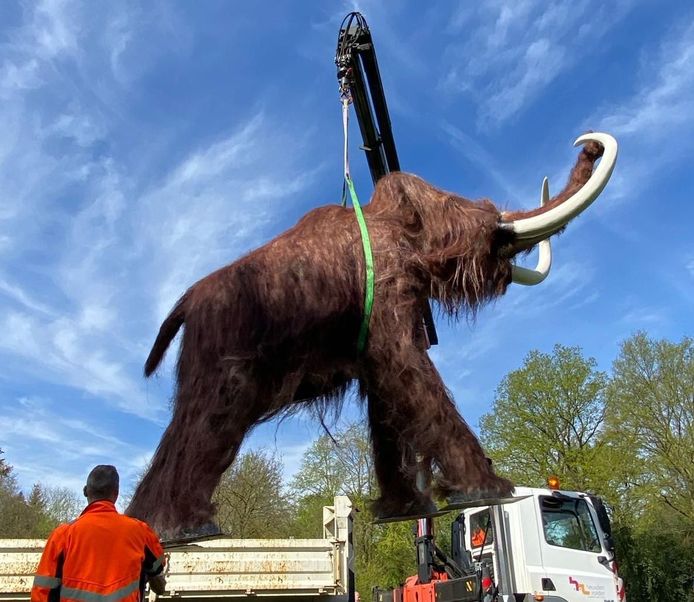Mammoet gespot in Heusden-Zolder: “We zochten iets groots dat zou ...