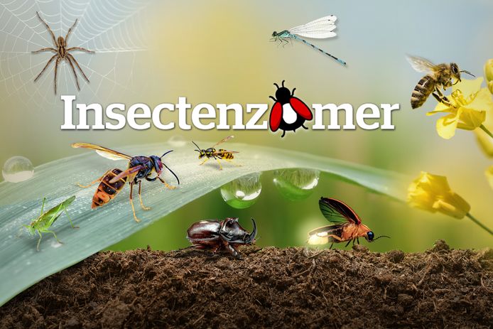 Al 500.000 insecten gespot in Vlaanderen, waaronder enkele zeer ...