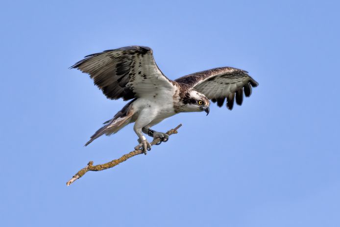 Visarend brengt met zijn komst natuurfotografen op de been: ‘Het is ...