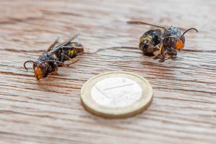 Gevaarlijke Zuidoost Chinese Aziatische wesp rukt op in en rond ...