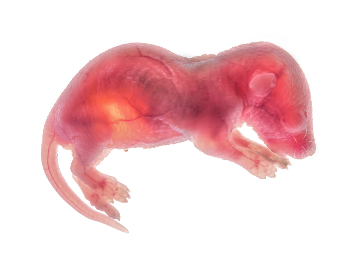 Rotterdamse wetenschappers maken zelf muizenembryo’s: ‘Ook stap naar ...