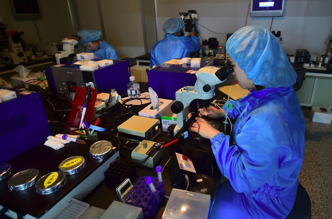 Nederlandse hond gekloond voor BNN-programma | Foto | AD.nl