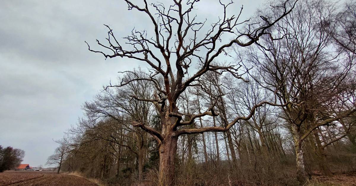 Beroemde ‘Duitse’ boom in Drempt is dood: ‘Zou graag zien dat het een ...