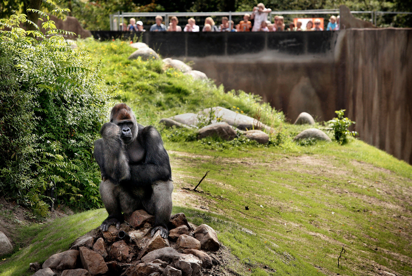 Verzorger nam Bokito mee naar huis en restaurant: dit was het ...