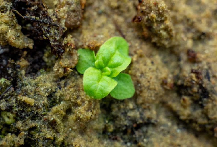 Na 140 jaar ontkiemen 12 zaadjes in een van de langstlopende ...