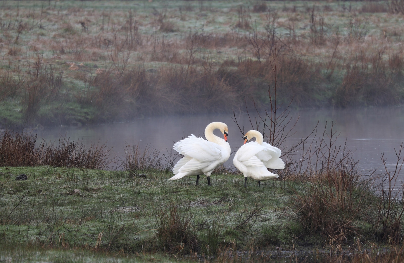 Roelie legt bijzondere ‘zwanendans’ vast in Hellendoorn: ‘Heb er uur ...