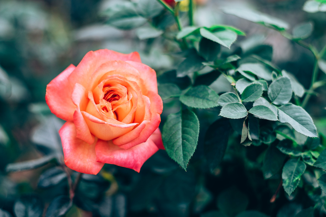 Rozen zien er prachtig uit en ruiken heerlijk, maar dit is waarom ze in ...