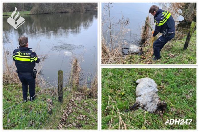 Hond bijt schaap dood in Westerpark | Zoetermeer | AD.nl