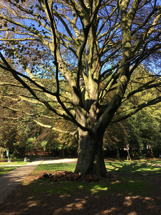 Een van de mooiste bomen van Tilburg gekapt: moest dat nou? | Foto | bd.nl