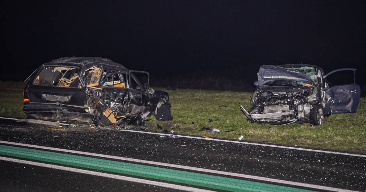 Te veel gedronken en ‘asociaal rijgedrag’: gewonden en dode honden door ...
