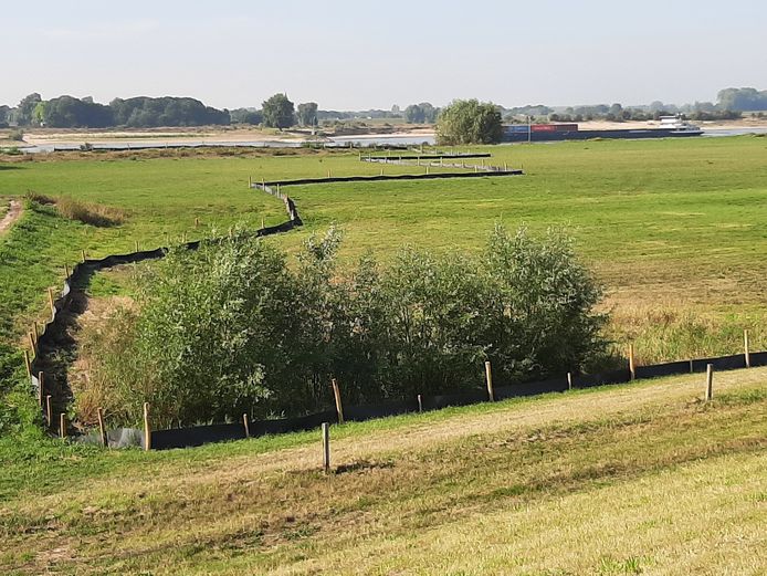 Doeken langs de Waaldijk om padden op het juiste pad te krijgen en ...
