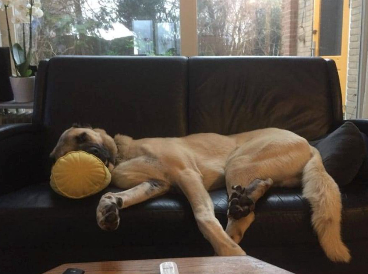 Hond van 70 kilo beet ander dier dood, baasje baalt: ‘Ben bang dat ze hem afmaken’ | Foto ...