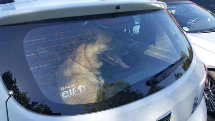 Amersfoorter laat hond in hete auto: 500 euro boete | Amersfoort | AD.nl